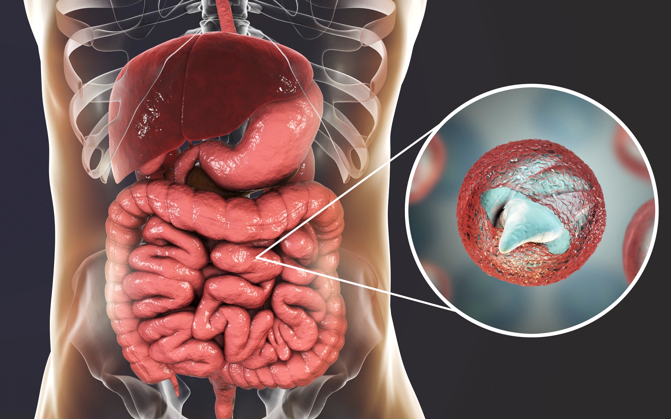 Cryptosporidium – What it Can Mean to You – Quality Water Filters 4 You